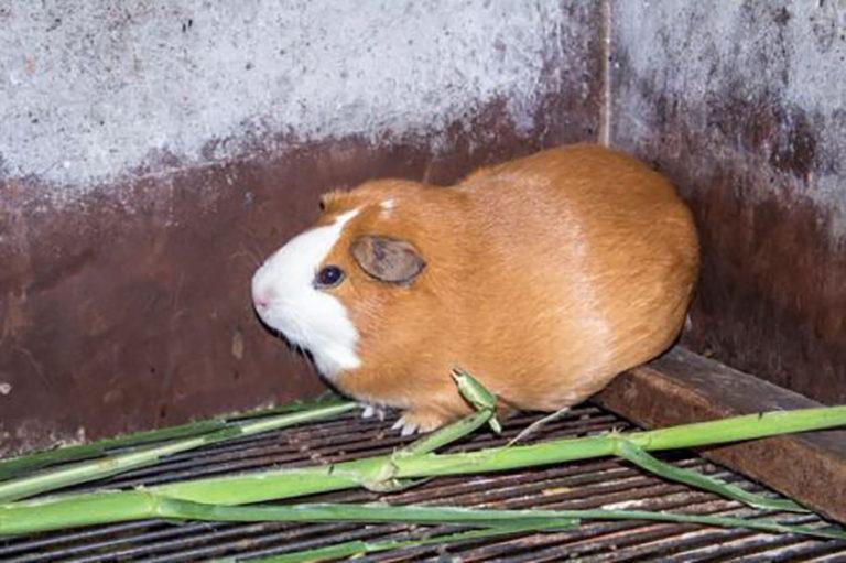 Conozca al cuy Kuri, desarrollado por el Instituto Nacional de ...